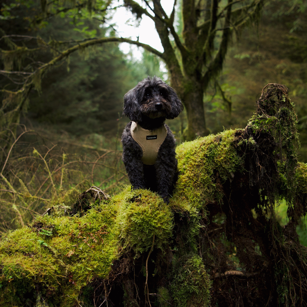 Lottie & Co | Dog Harnesses, Leads and Collars – Lottie & Companions